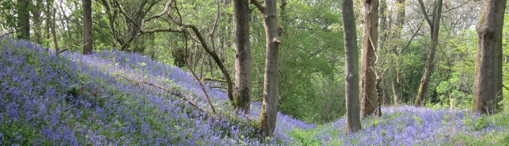 Writing | Beverly Stark